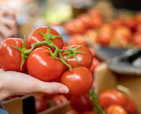 Salkım Domates – Meyve Hoş